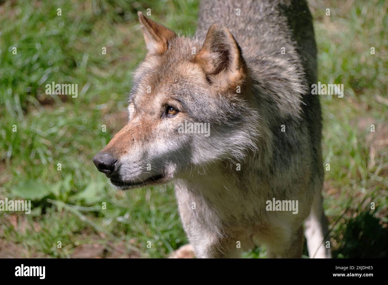 Wolf Europaeischer Grauwolf in Deutschland in Aktion Wolf Grauwolf ...