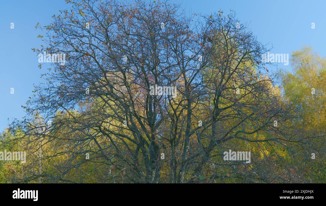Real time. Autumn forest tree top view from below. Autumn trees on sky ...