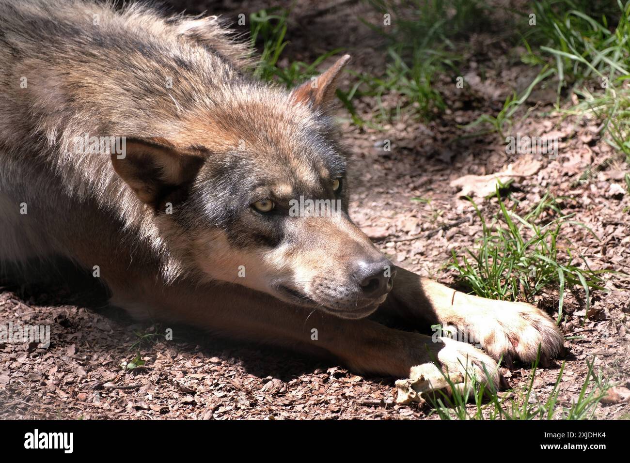 Wolf Europaeischer Grauwolf in Deutschland in Aktion Wolf Grauwolf ...