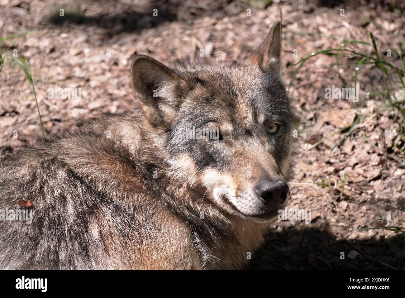 Wolf Europaeischer Grauwolf in Deutschland in Aktion Wolf Grauwolf ...