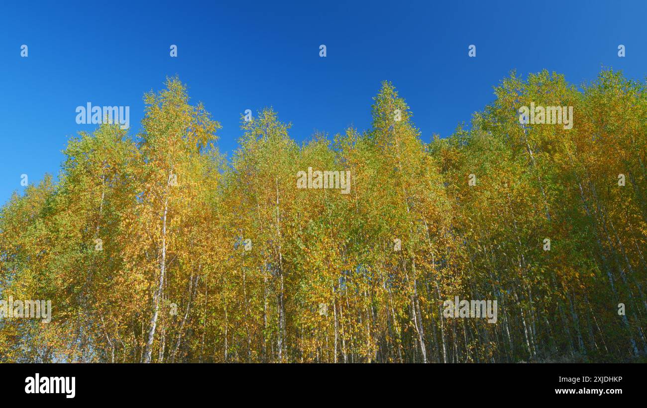 Real time. Leaves changing colors in fall. Autumn forest park landscape ...