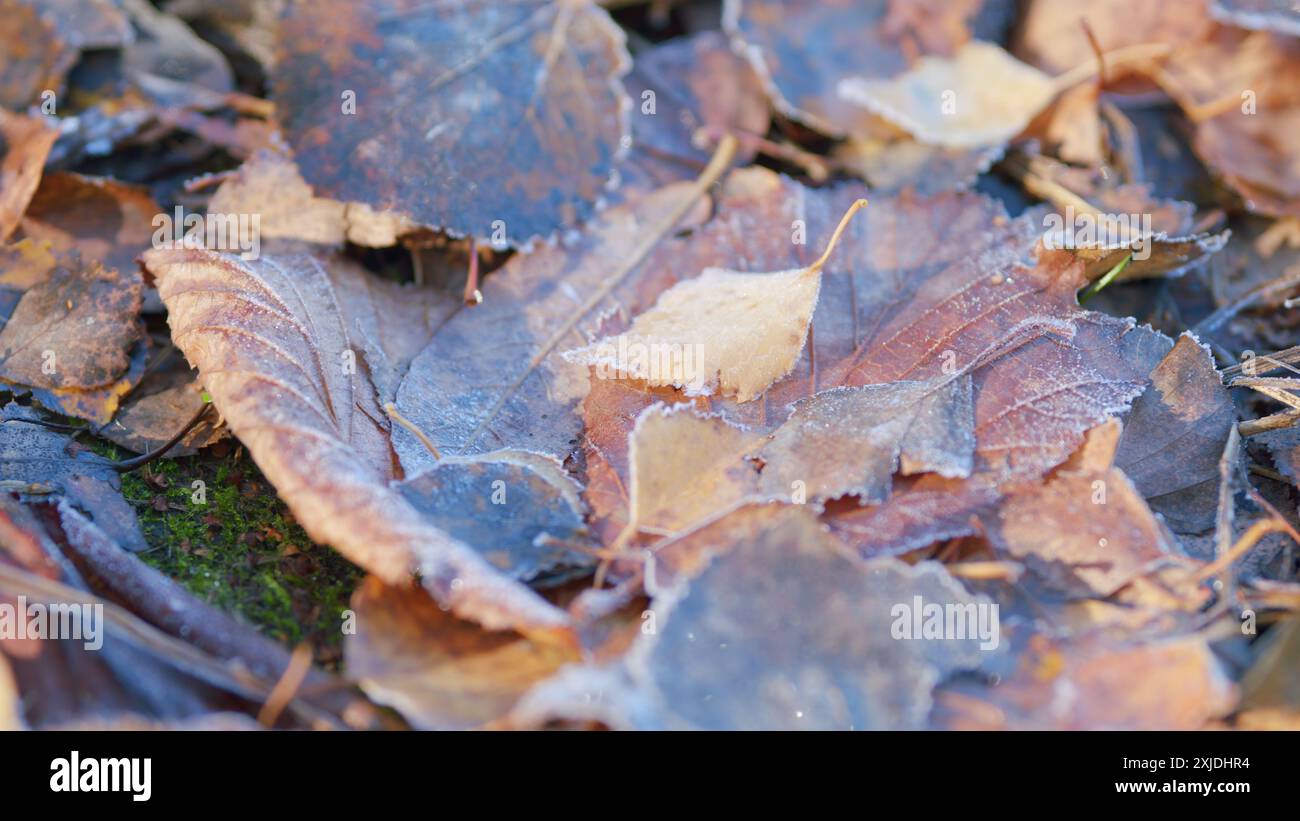 Pan green tree leaves on hi-res stock photography and images - Alamy