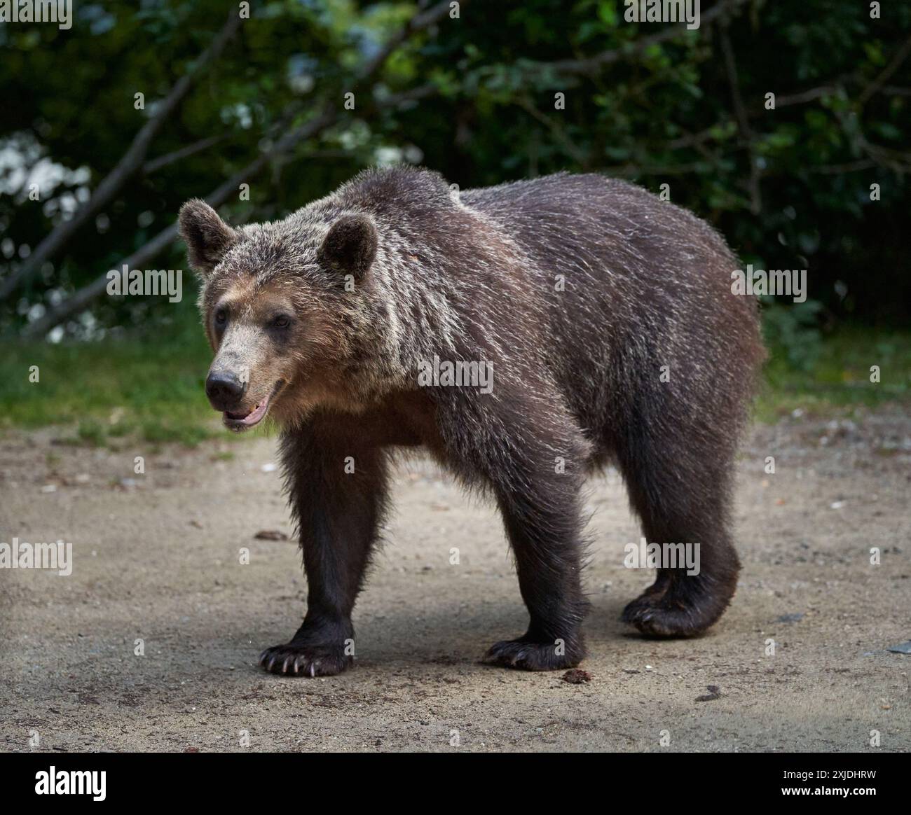 Romania bear attack hi-res stock photography and images - Alamy