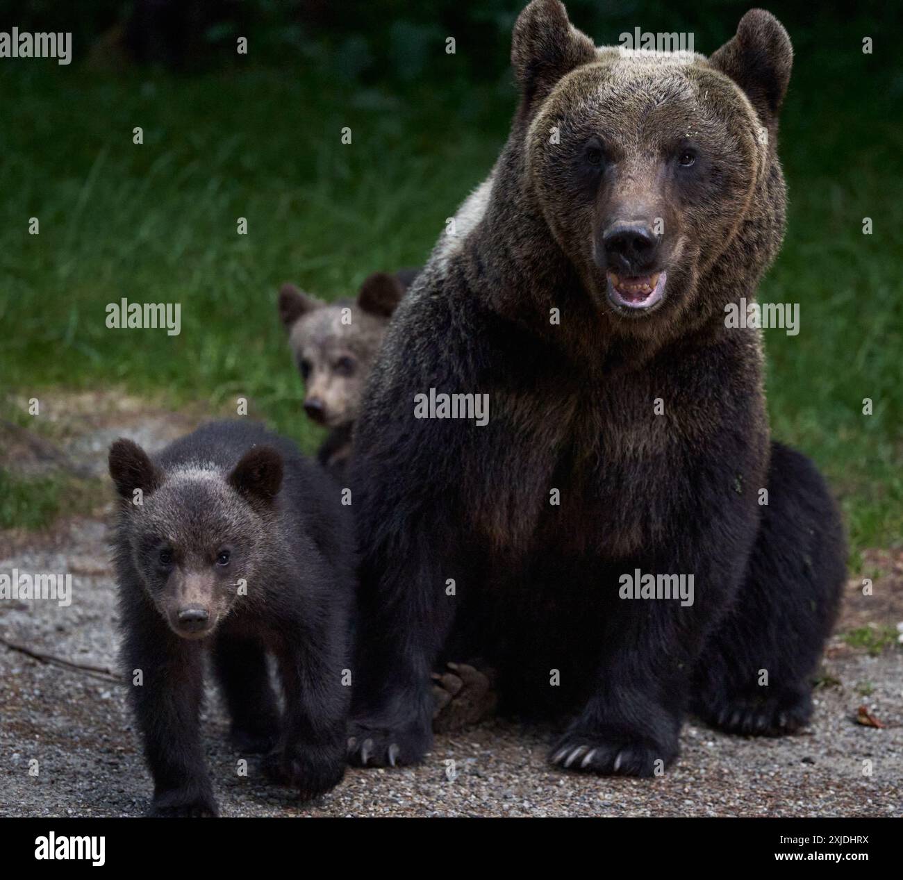 Female bear with cubs at the side of the road in Romania Stock Photo ...