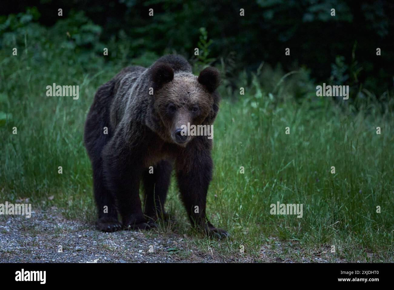 Large brown bear at the roadside in Romania Stock Photo - Alamy