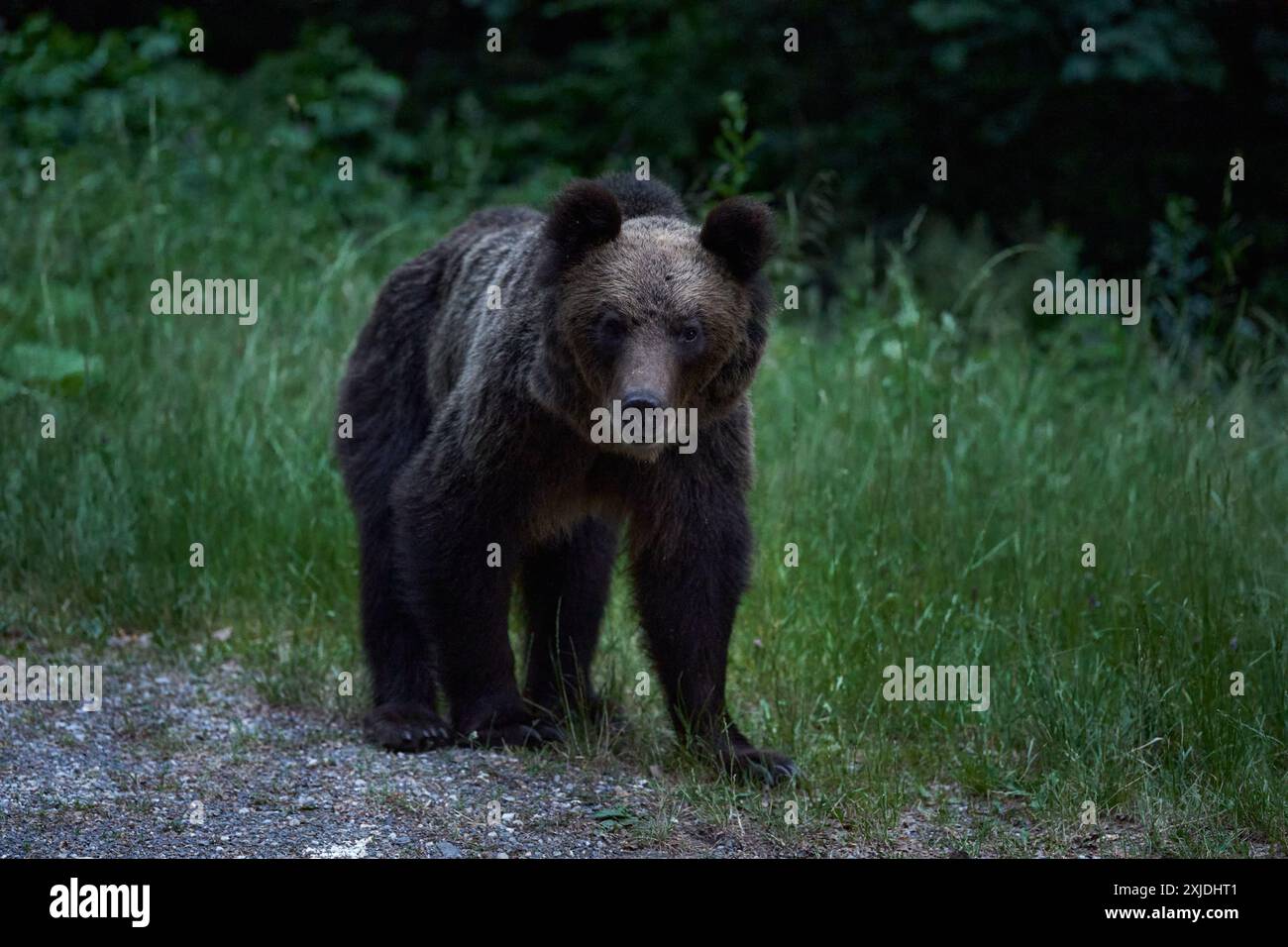 Large brown bear at the roadside in Romania Stock Photo - Alamy
