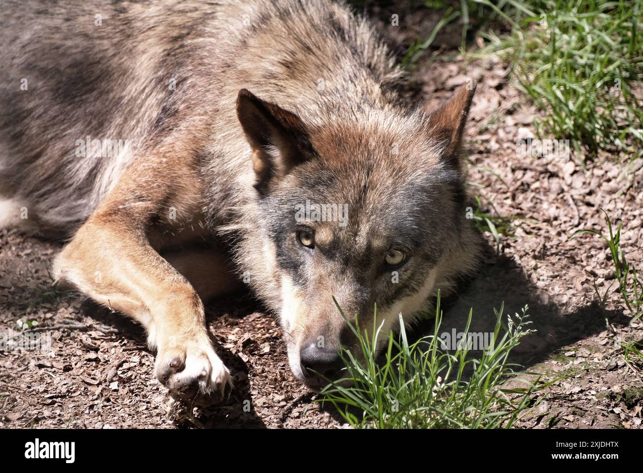 Wolf Europaeischer Grauwolf in Deutschland in Aktion Wolf Grauwolf ...