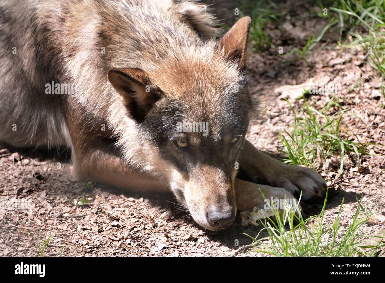 Wolf Europaeischer Grauwolf in Deutschland in Aktion Wolf Grauwolf ...