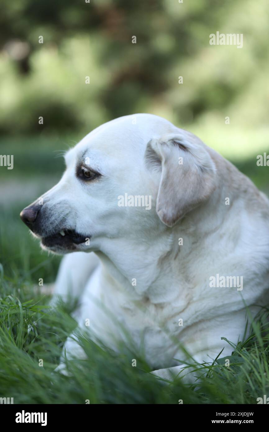 Labrador breed hi-res stock photography and images - Alamy