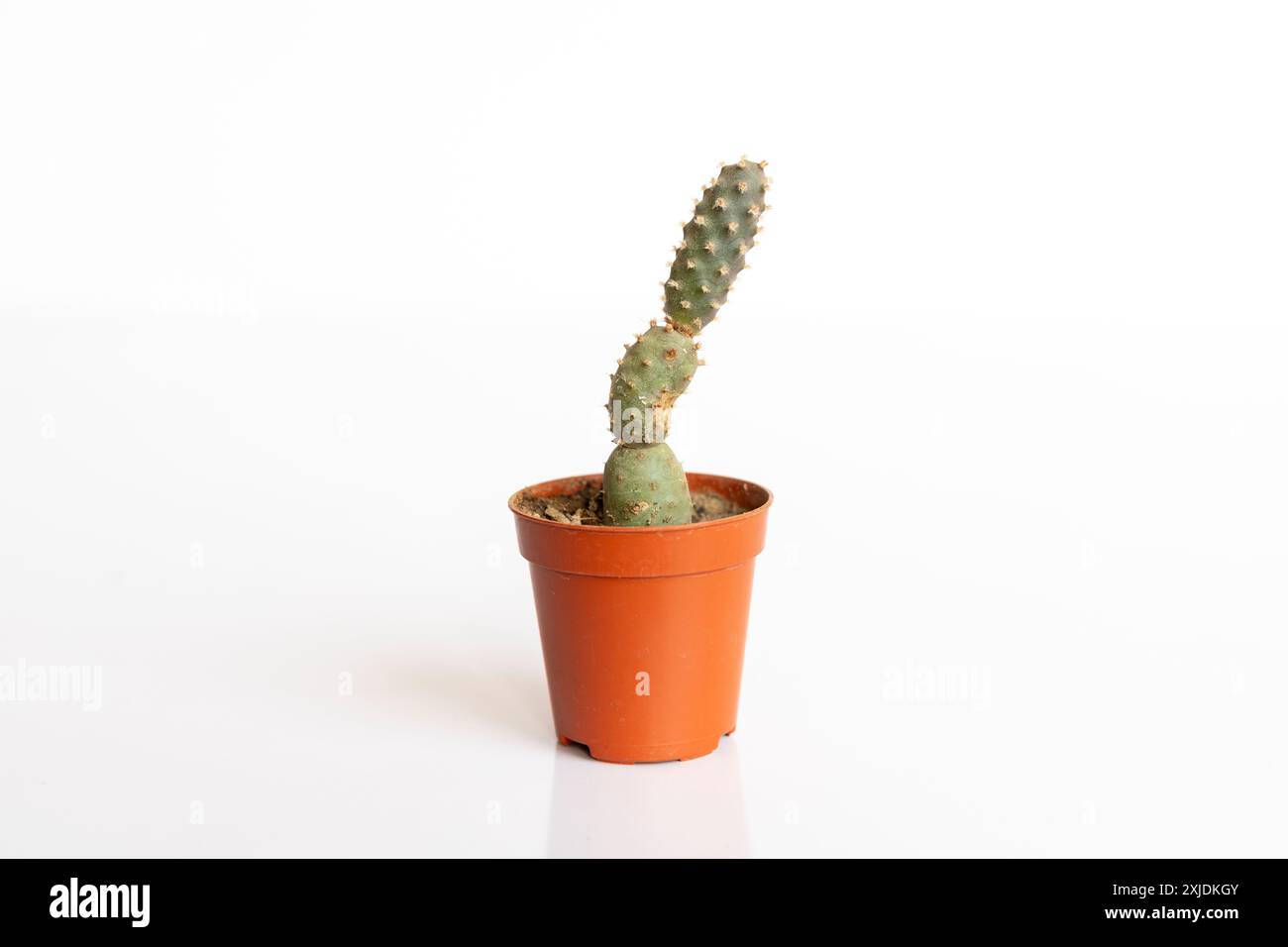 Tephrocactus articulatus Opuntioideae spruce cone cactus isolated on ...