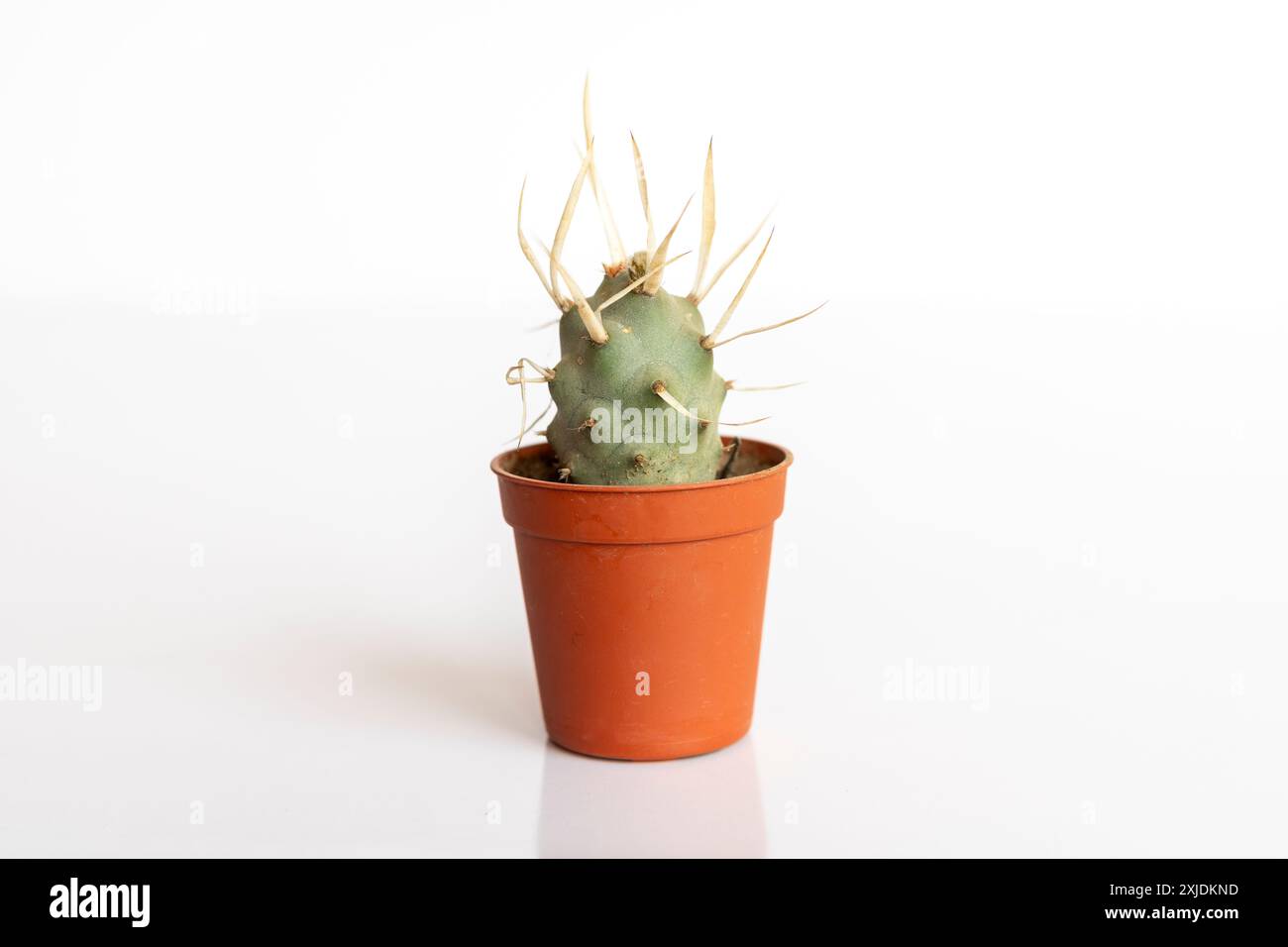 Tephrocactus paper spine small cactus in miniature pot on white ...