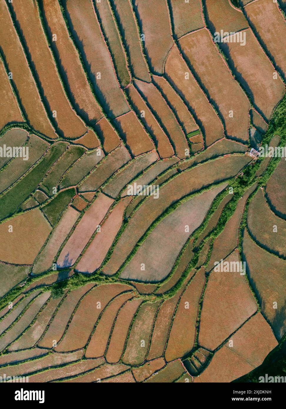 [Crosshatch] rice fields in the north of Iran in Mazandaran province ...