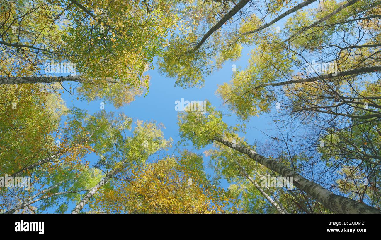 Low angle view. Trees branches with fall yellow and orange foliage ...
