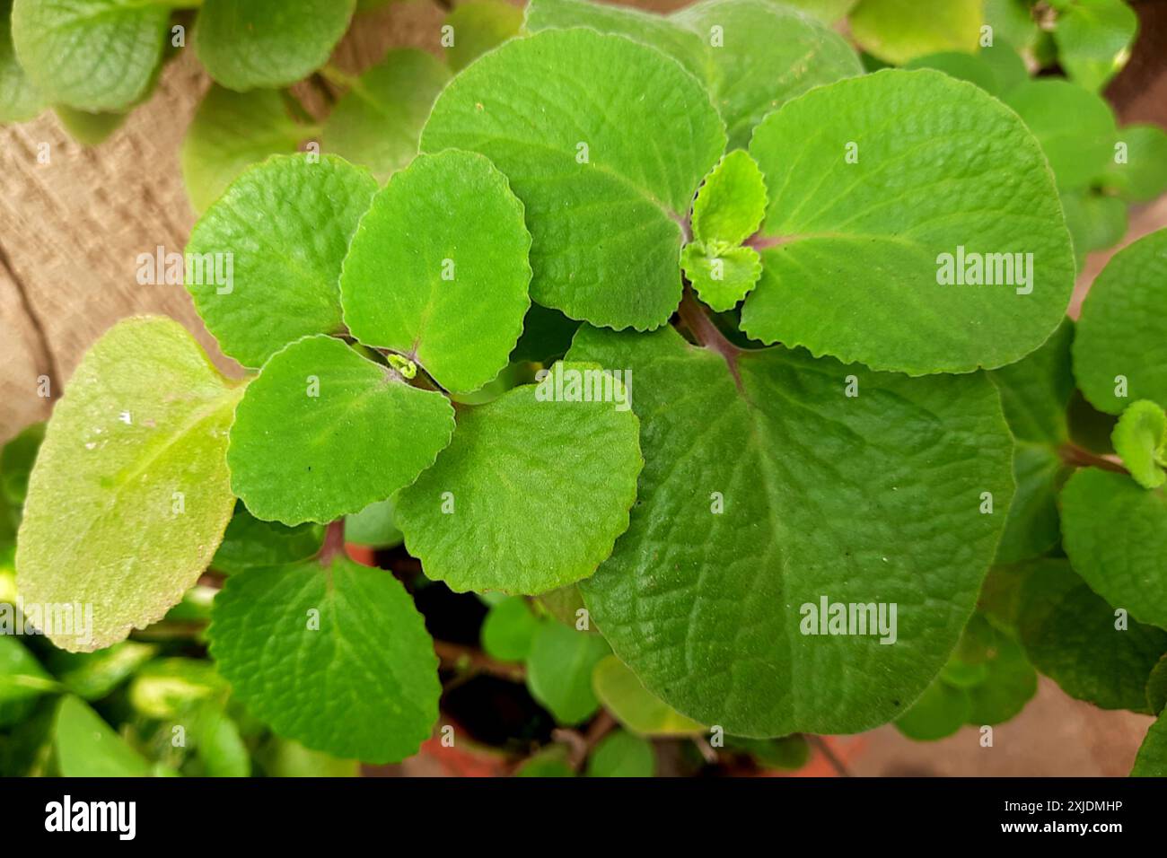 View of green, thick ajwain leaves having antibactiraial, antifungal ...