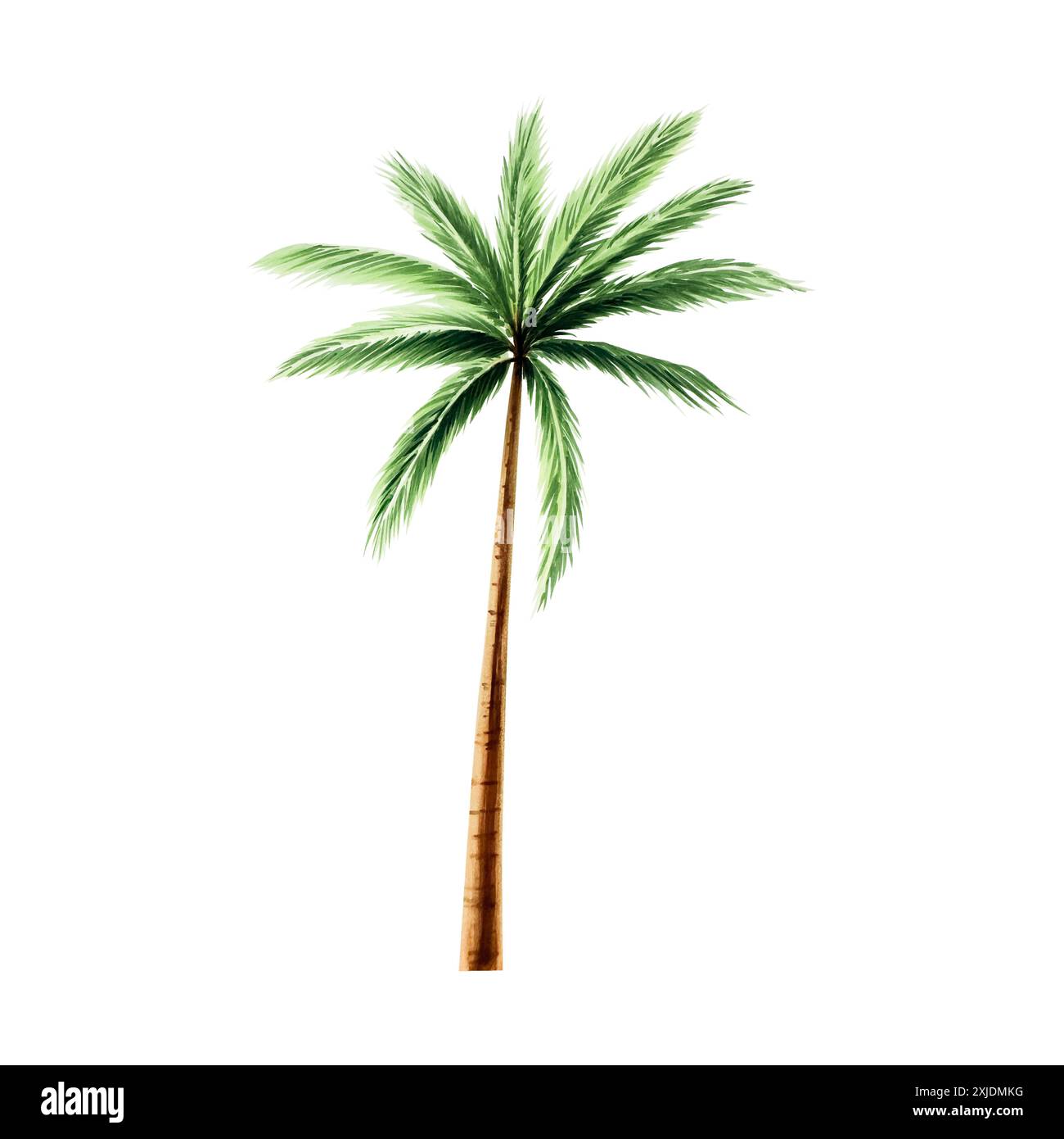 Green palm tree. Coconut tree clipart. Watercolor hand drawn floral ...