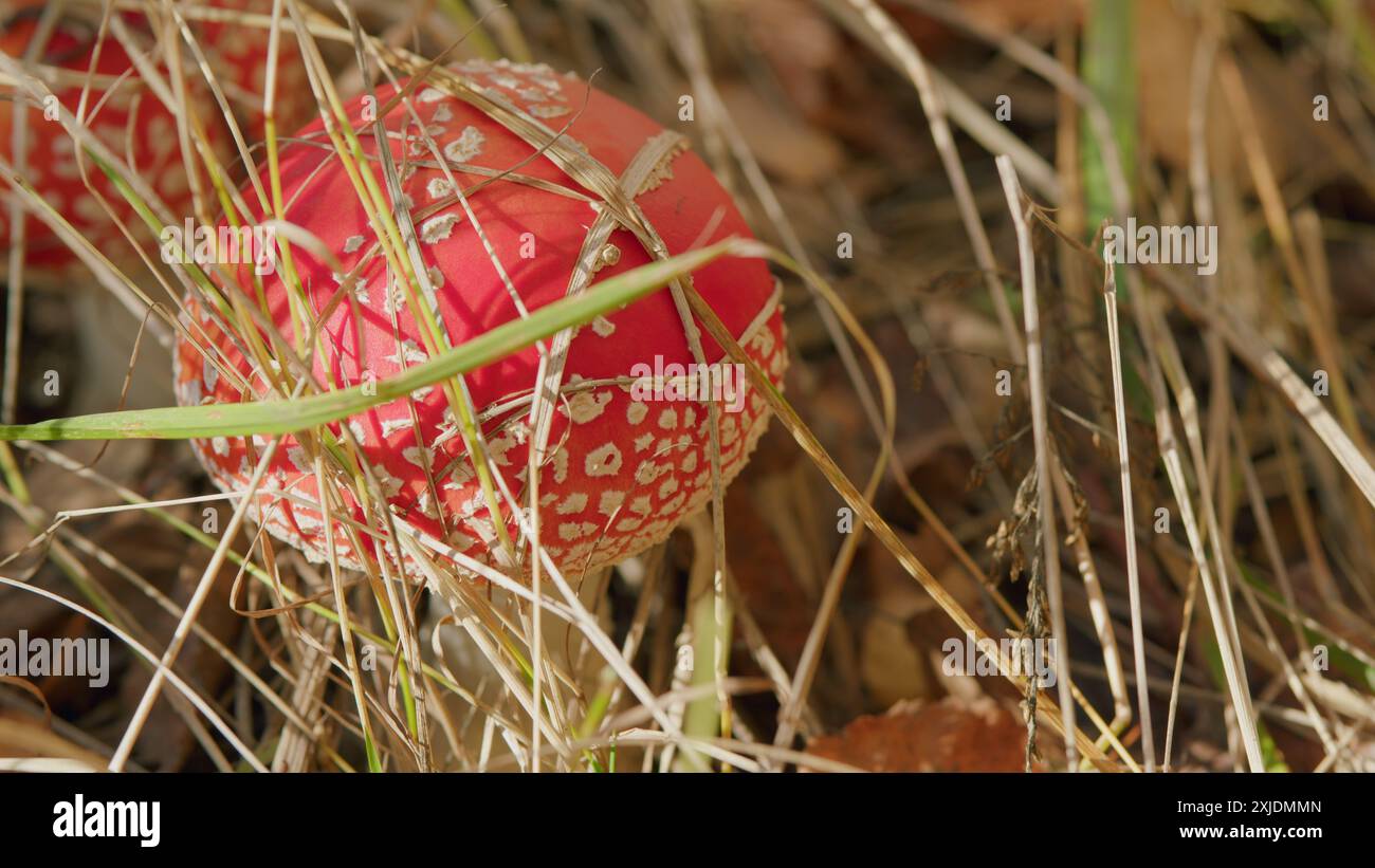 Close up. Coral fly-agaric fungi wildly sprouting. Fly agaric amanita ...