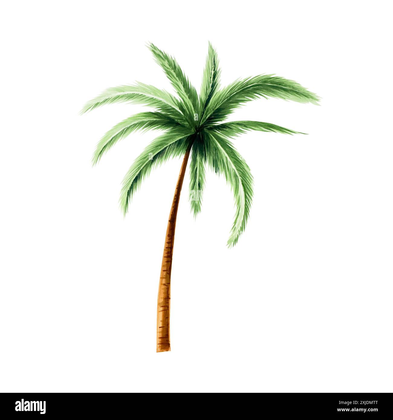 Green palm tree. Coconut tree clipart. Watercolor hand drawn floral ...