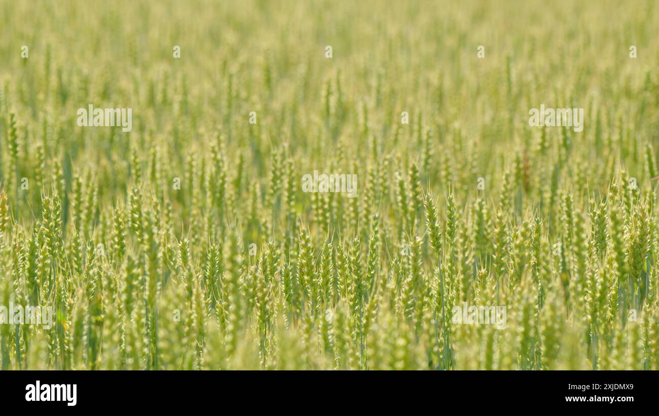 Windblown wheat field hi-res stock photography and images - Alamy