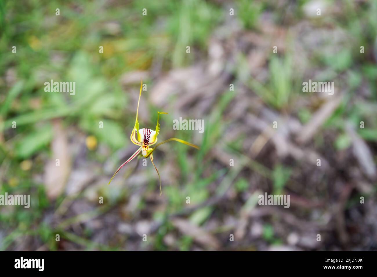 Caladenia longicauda, White Spider Orchid, Kuitpo Forest, South ...