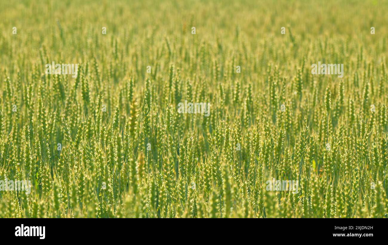 Slow motion. Barley field blowing in wind. Green golden wheat field at ...