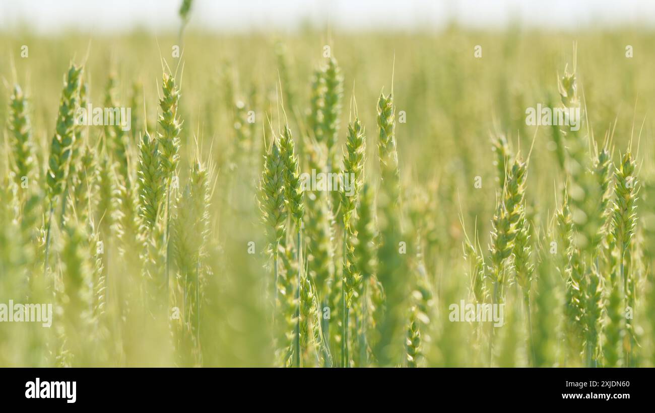 Close up. Long wheat stalks swaying as a gentle summer breeze. Field of ...