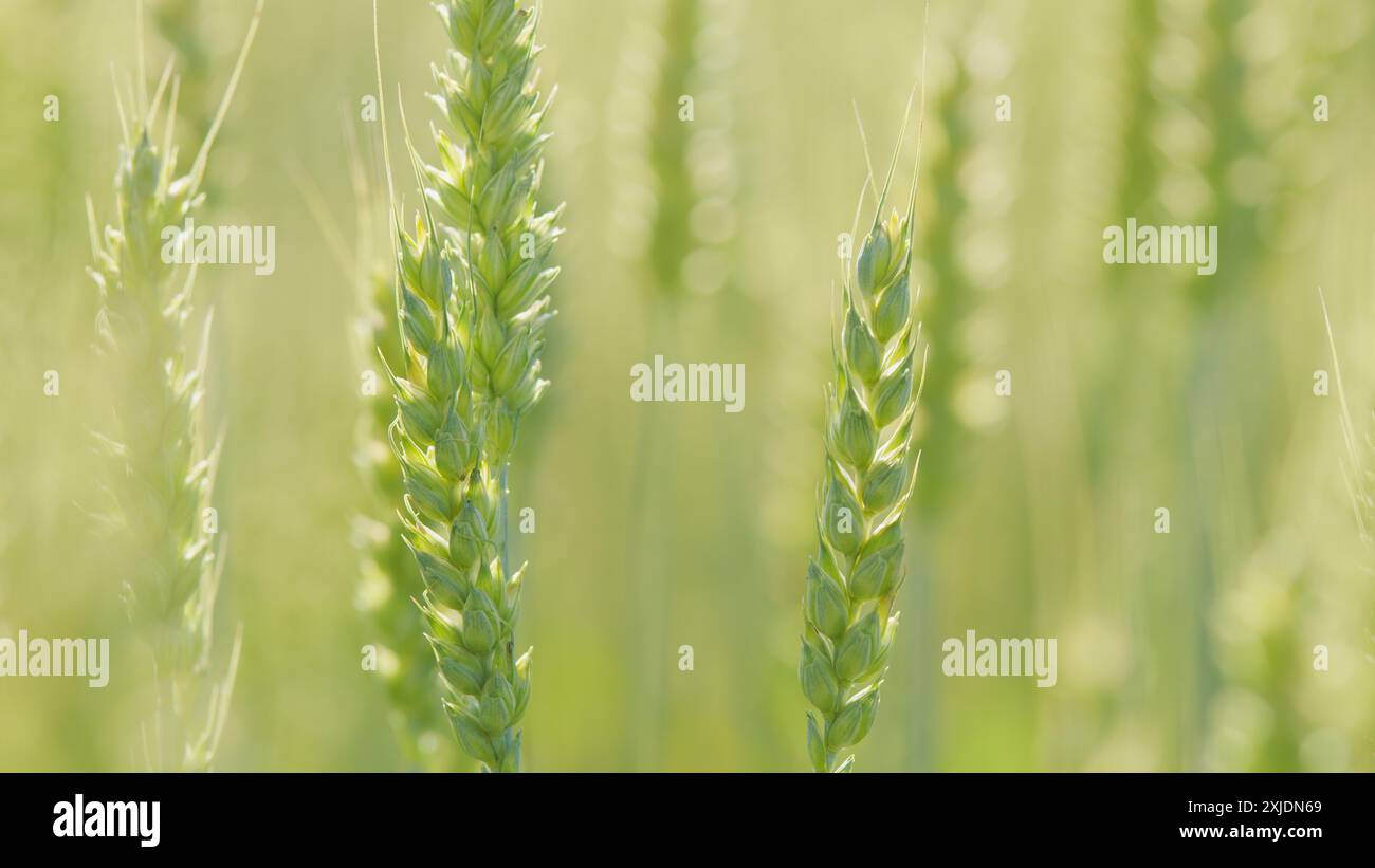 Close up. Spikelets of wheat sway in wind. Famine in world. Harvest and ...