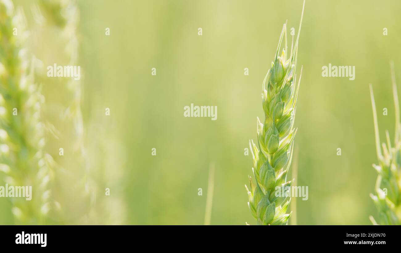 Close up. Golden green ripe wheat waves in light wind in countryside ...