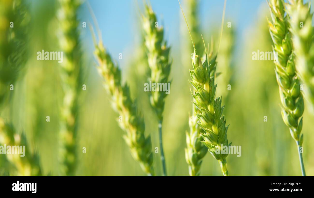 Low angle view. Harvesting at farm in autumn. Harvesting green golden ...