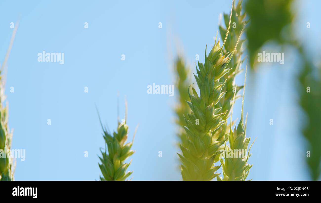 Golden spikelets ripe wheat wave hi-res stock photography and images ...
