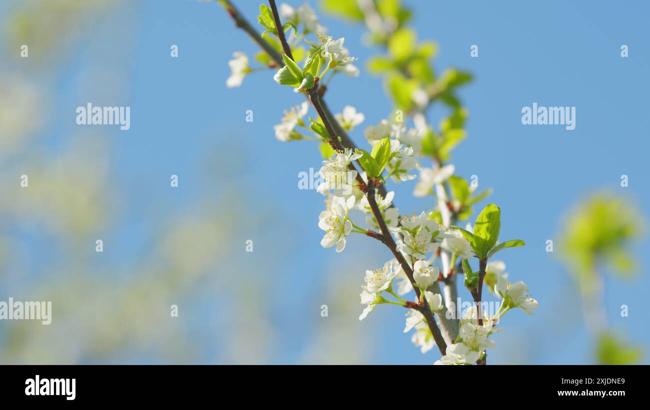 Slow motion. Fruit orchards blooming. Branch with beautiful white ...