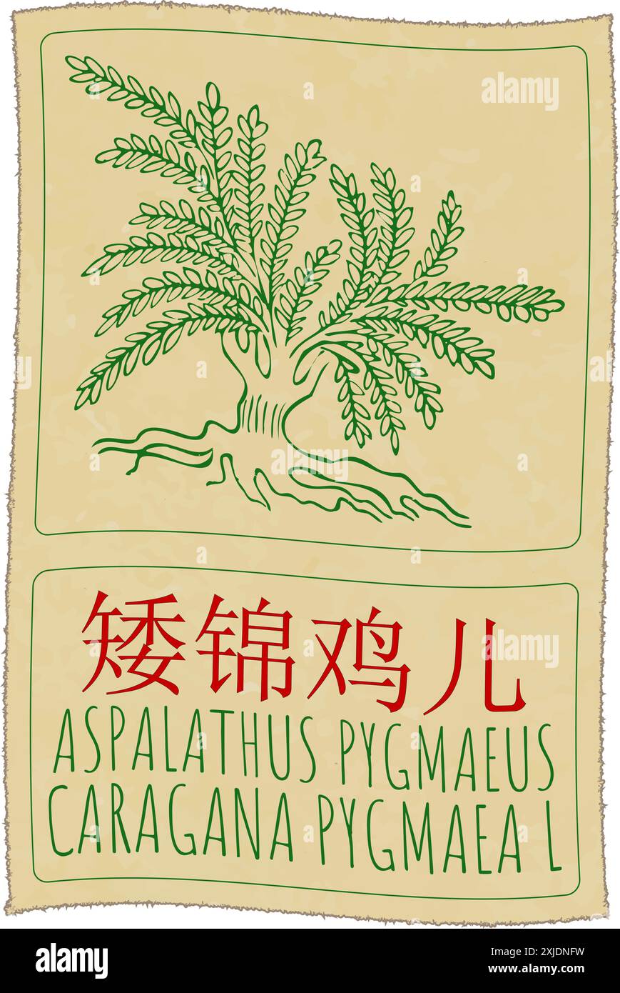 Vector drawing ASPALATHUS PYGMAEUS in Chinese. Hand drawn illustration ...