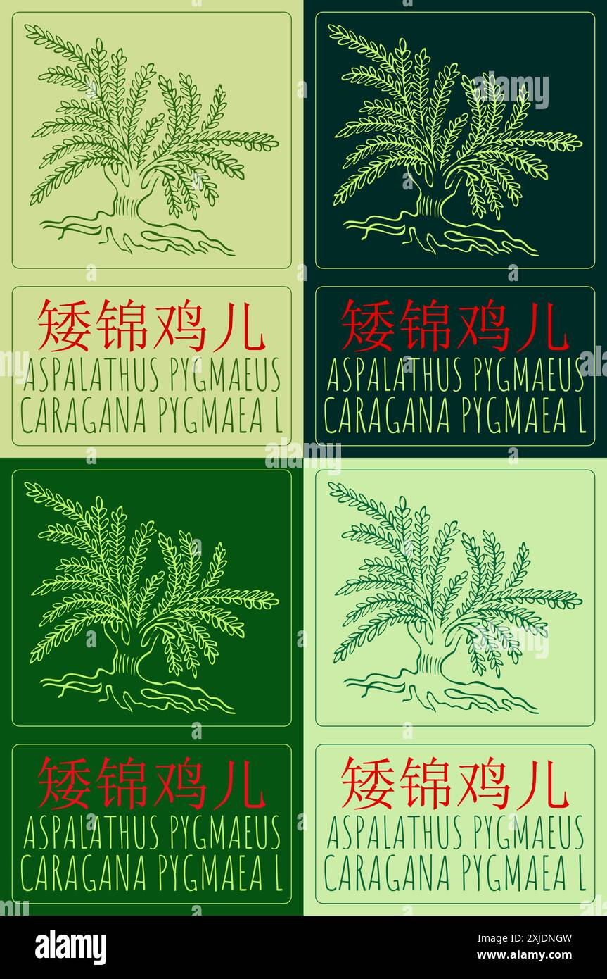 Set of vector drawing ASPALATHUS PYGMAEUS in Chinese in various colors ...