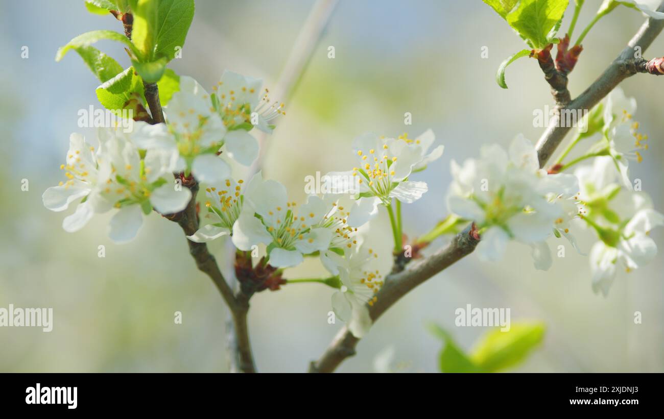 Slow motion cherry bloom swaying hi-res stock photography and images ...