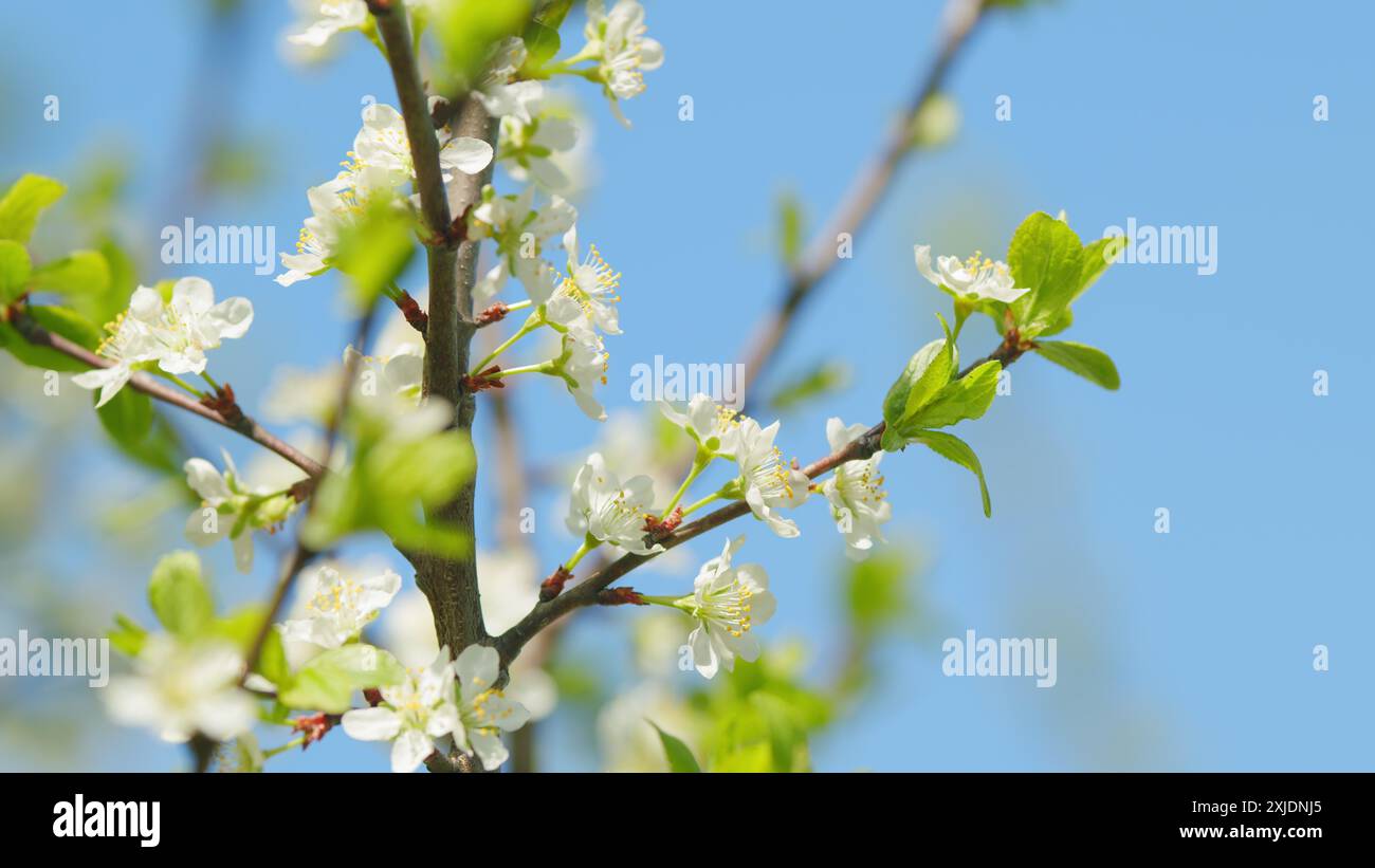 Slow motion. Fruit orchards blooming. Branch with beautiful white ...