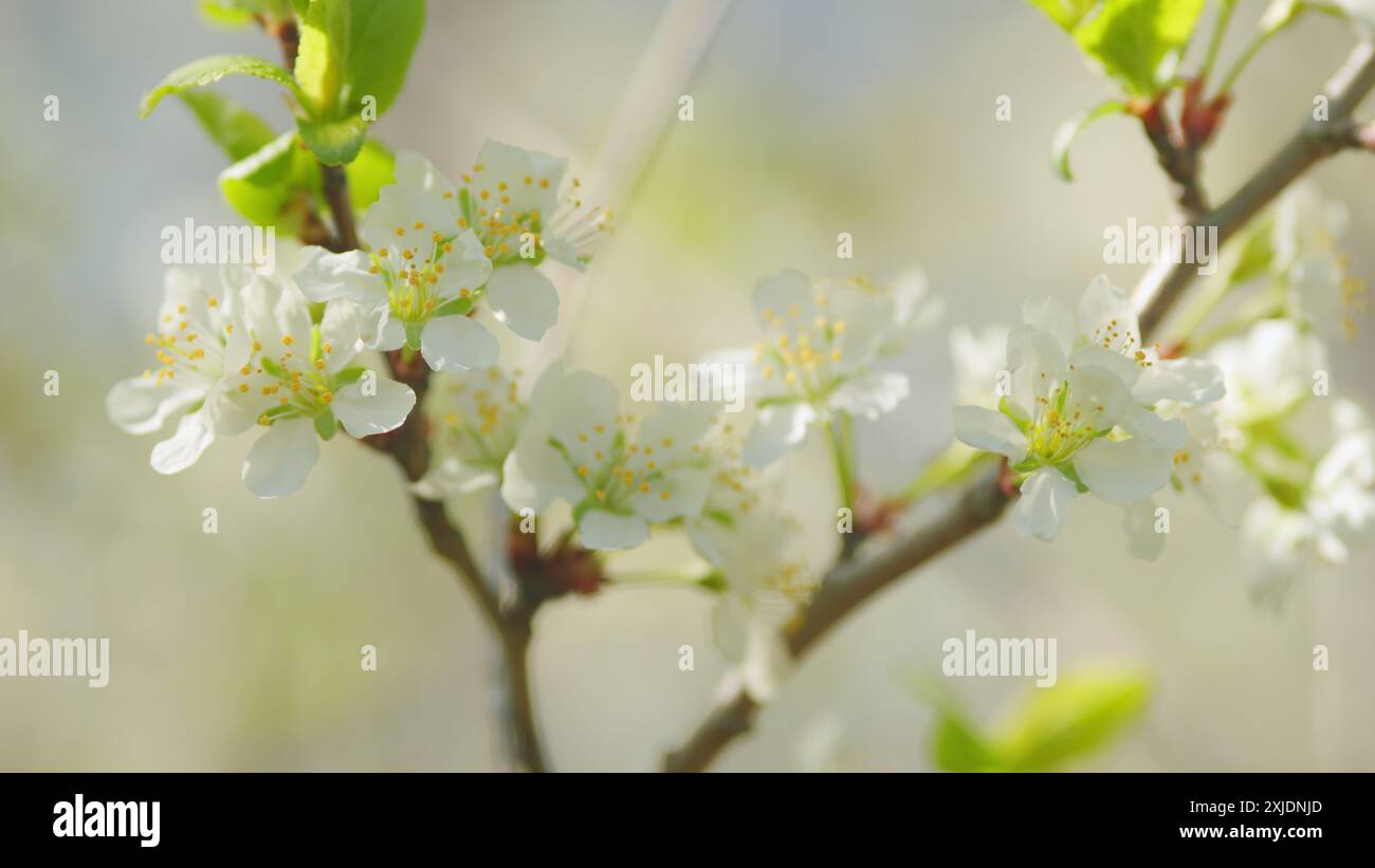 Full bloom sway hi-res stock photography and images - Alamy