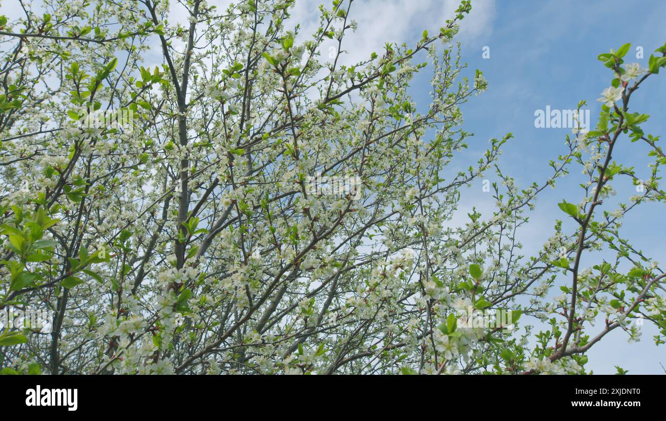 Slow motion. Fruit orchards blooming. Branch with beautiful white ...