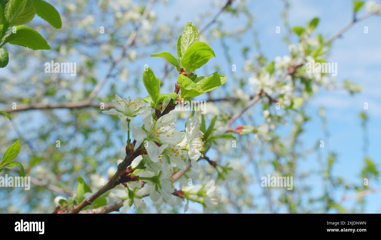 Slow motion. Cherry blossoms swaying in the wind. Branches of a sweet ...