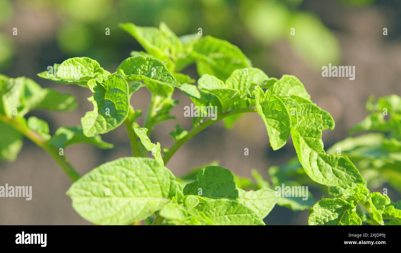 Close up. Bushes of young potatoes. Potato plant in vegetable garden ...