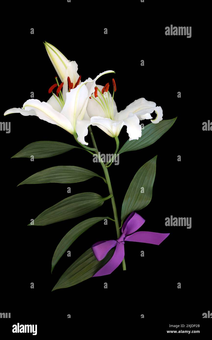 White lily flower symbol for in deepest sympathy, remembrance, order of ...
