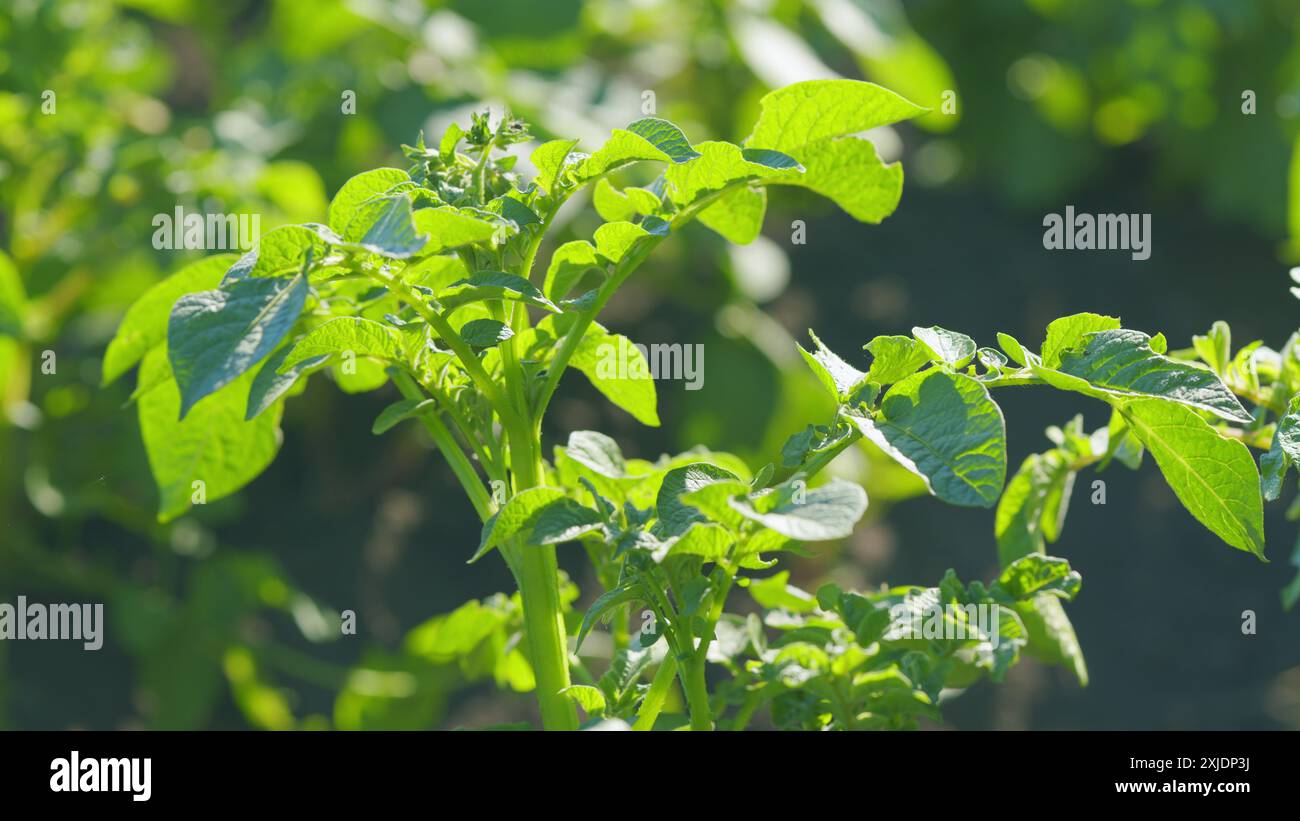 Rows young bushes potato hi-res stock photography and images - Alamy