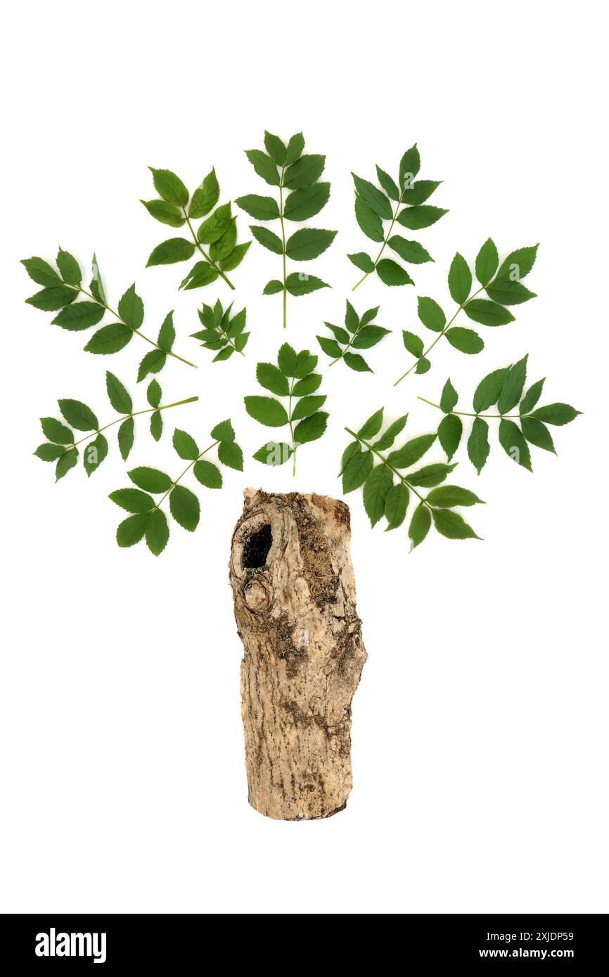Ancient ash tree Cut Out Stock Images & Pictures - Alamy