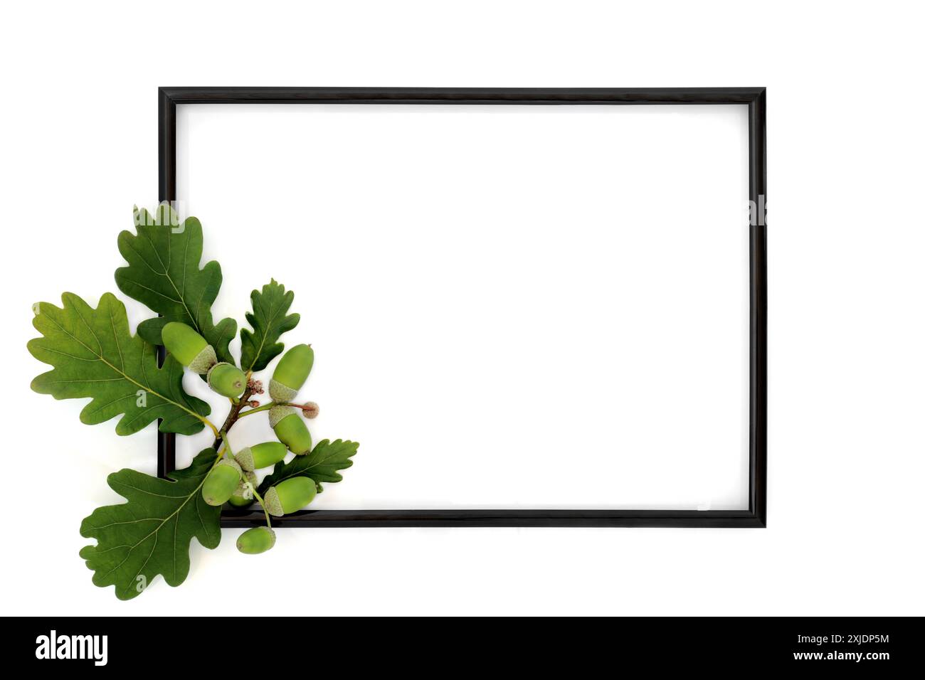 Green oak leaves and acorn nuts background border on white. Minimal summer lush green leaf ...