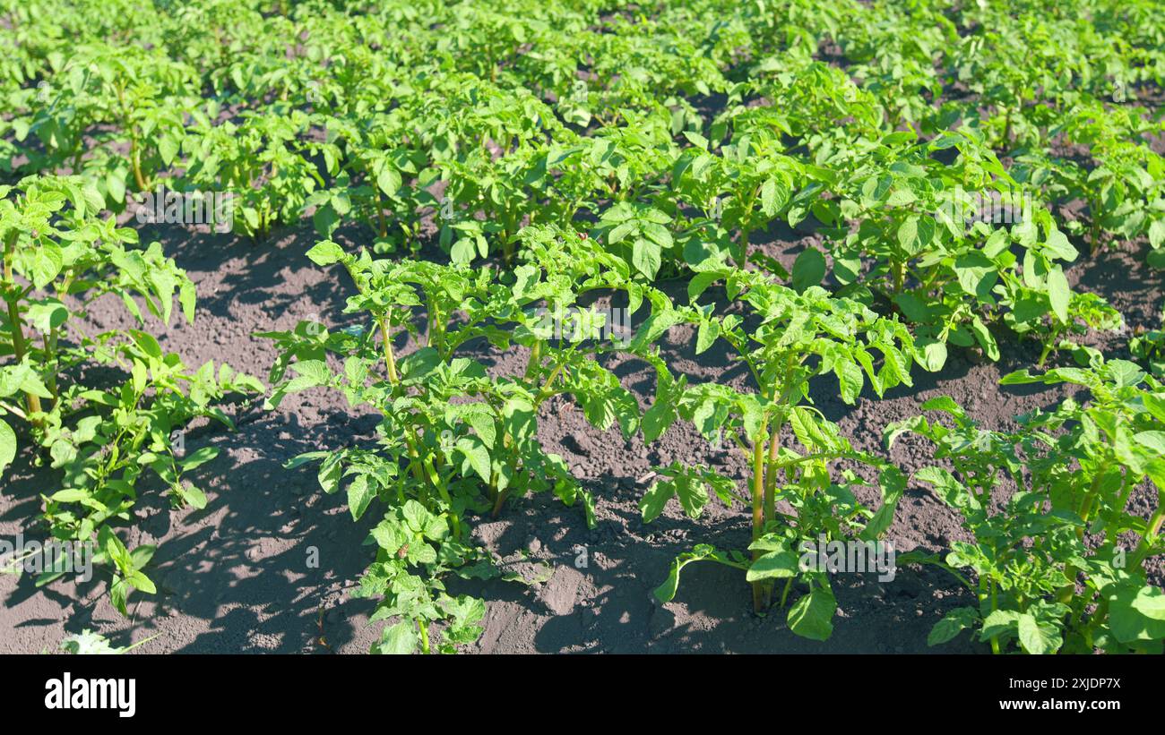Slow motion. Potatoes in field. Colorado potato beetle eggs damage potato leaves. Home ...