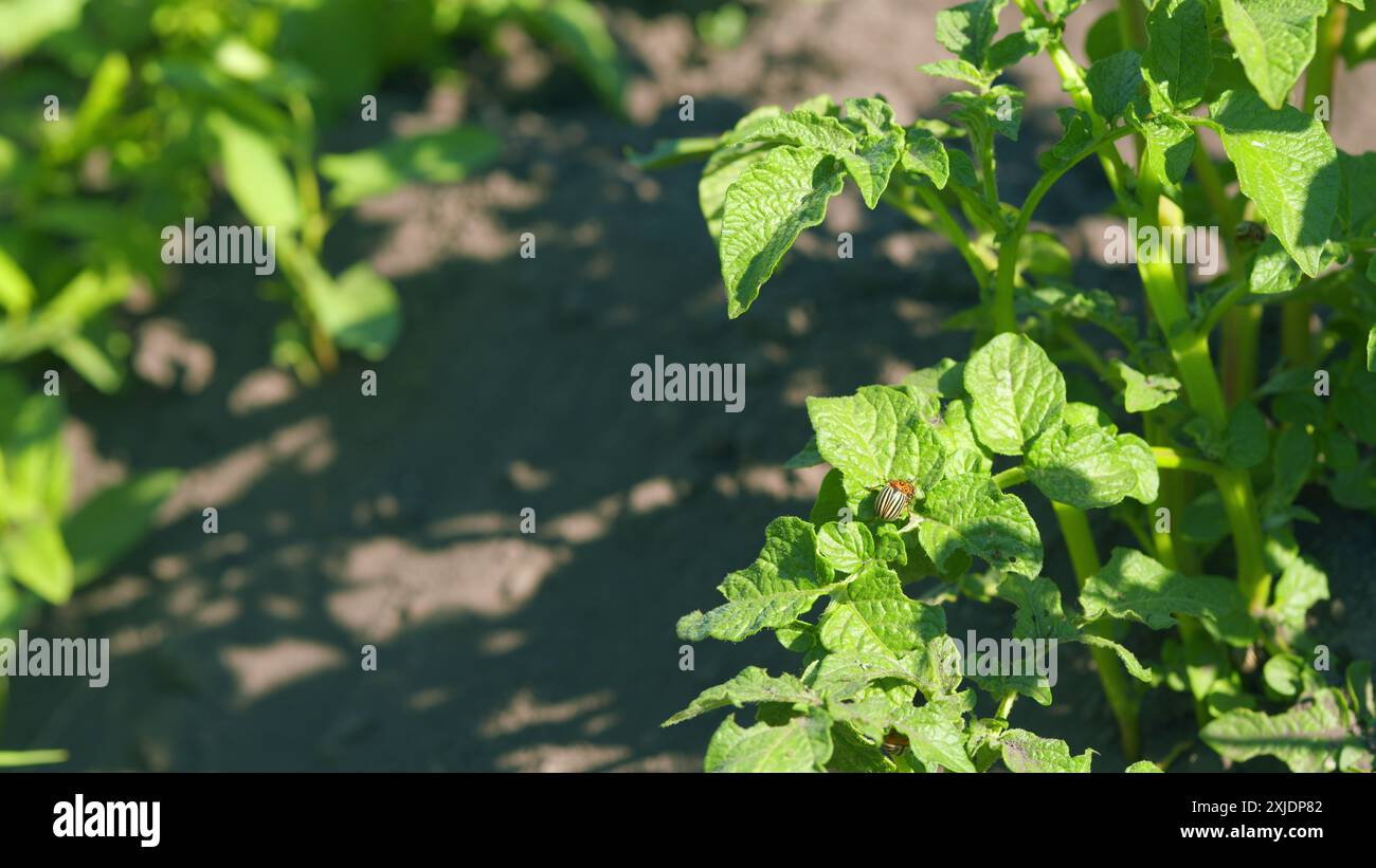 Slow motion. Potatoes in field. Colorado potato beetle damage potato ...
