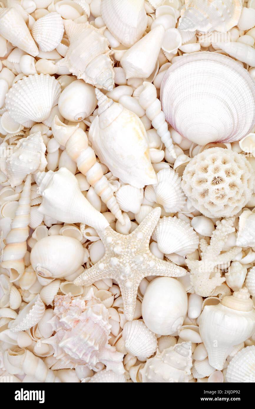 Sea shell background with large collection of white shells. Nature ...