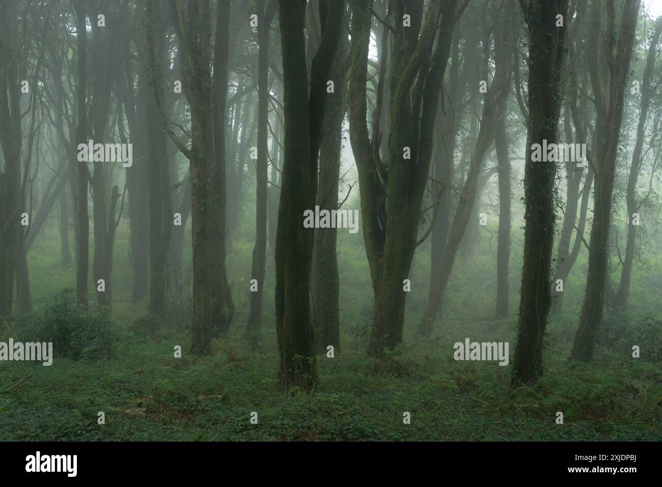Sintra Forest in Fog. Portugal Stock Photo - Alamy