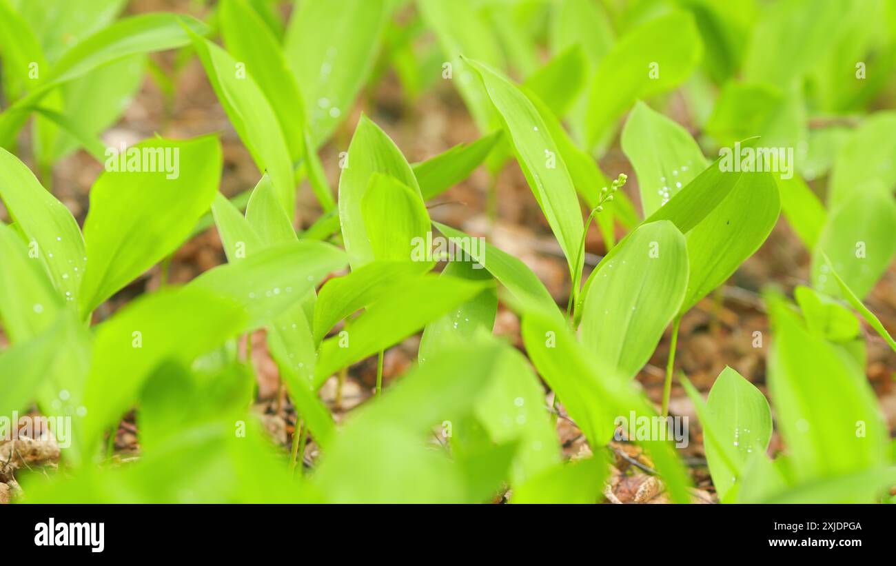 Close up. Convallaria majalis flower. Sprouting lily of the valleys ...