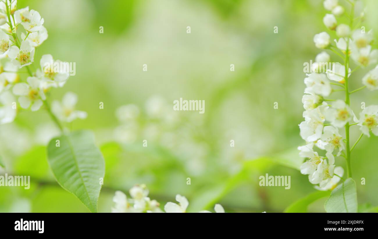 Slow motion. Springtime concept. Natural background bird cherry ...