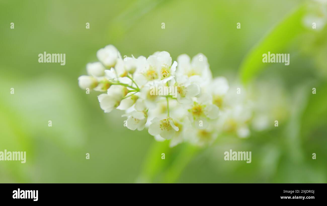 Slow motion. Fragrant white flowers in pendulous long clusters, racemes ...