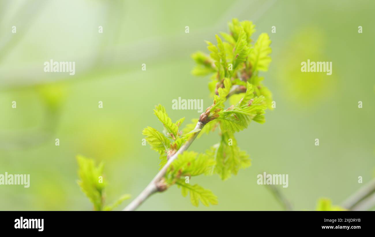 Close up. Young spring oak leaves in the sun rays. Fresh spring leaves ...